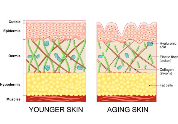 Fortibone and Verisol Collagen: A Deep Dive into Their Health Benefits ...