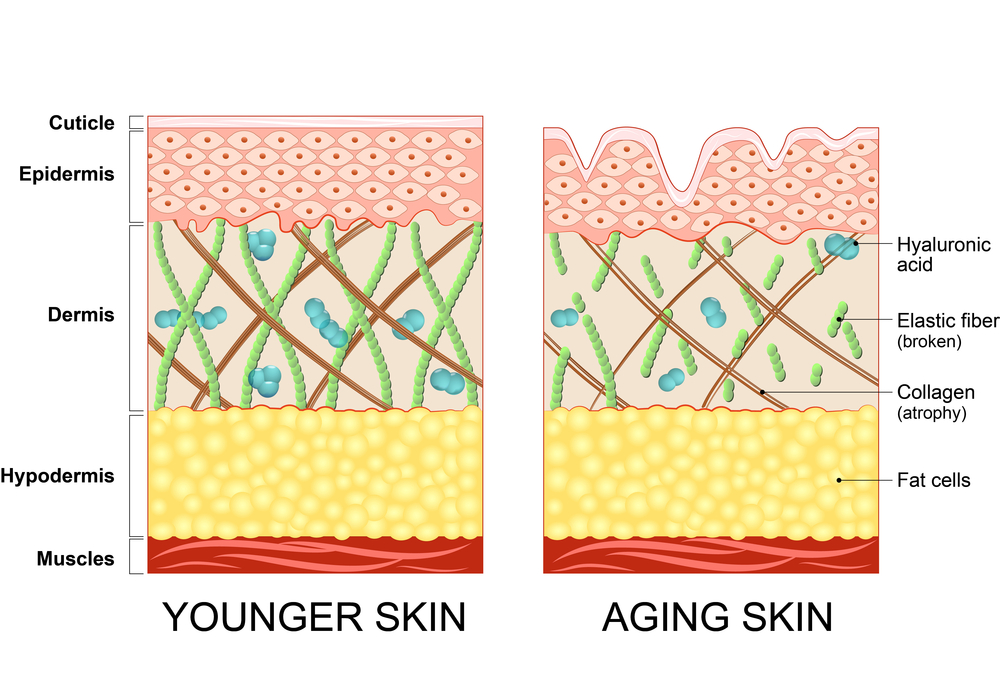 Fortibone and Verisol Collagen: A Deep Dive into Their Health Benefits ...